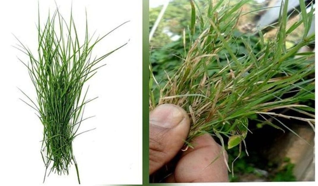 Durva grass is full of many properties, can cure these 5 diseases, know ...