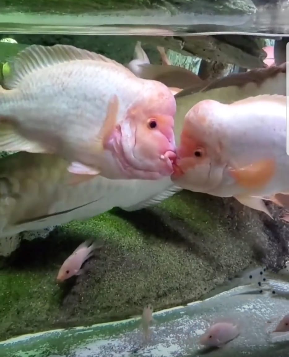 Fish kiss, romantic fish in water, rare video | मछलियों ने किया Kiss ...