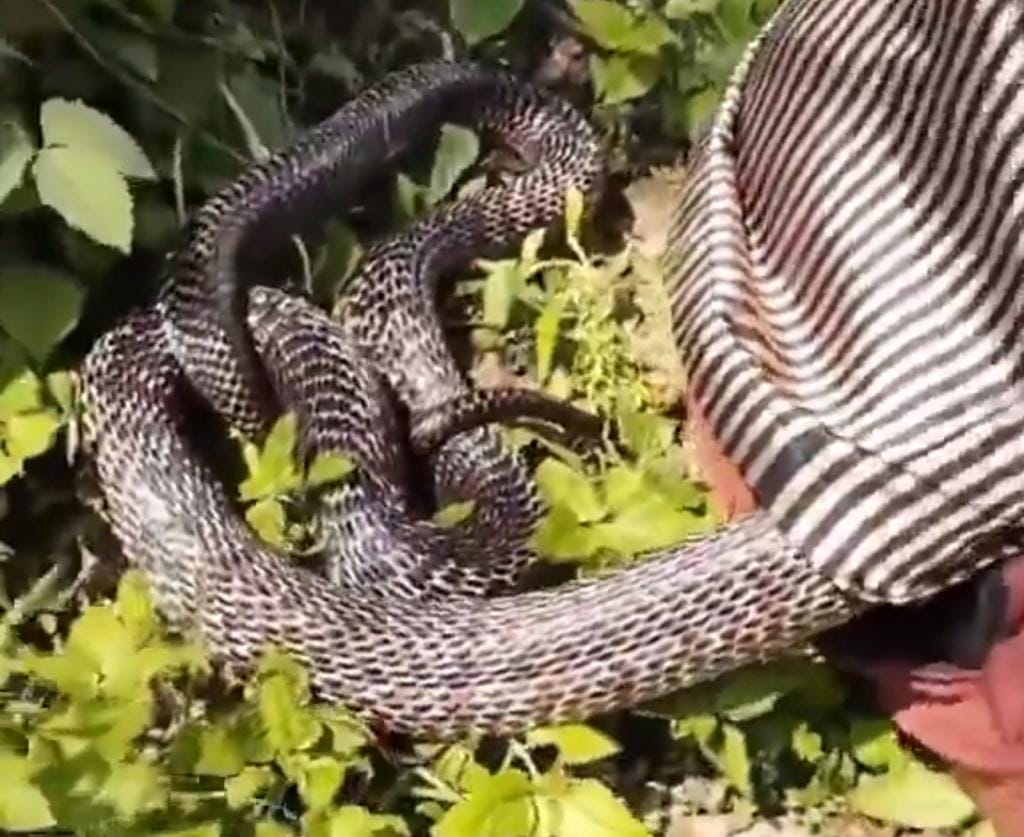 Viral Video : युवक की शर्ट के अंदर घुसा खतरनाक सांप, वीडियो देखकर उड़ ...